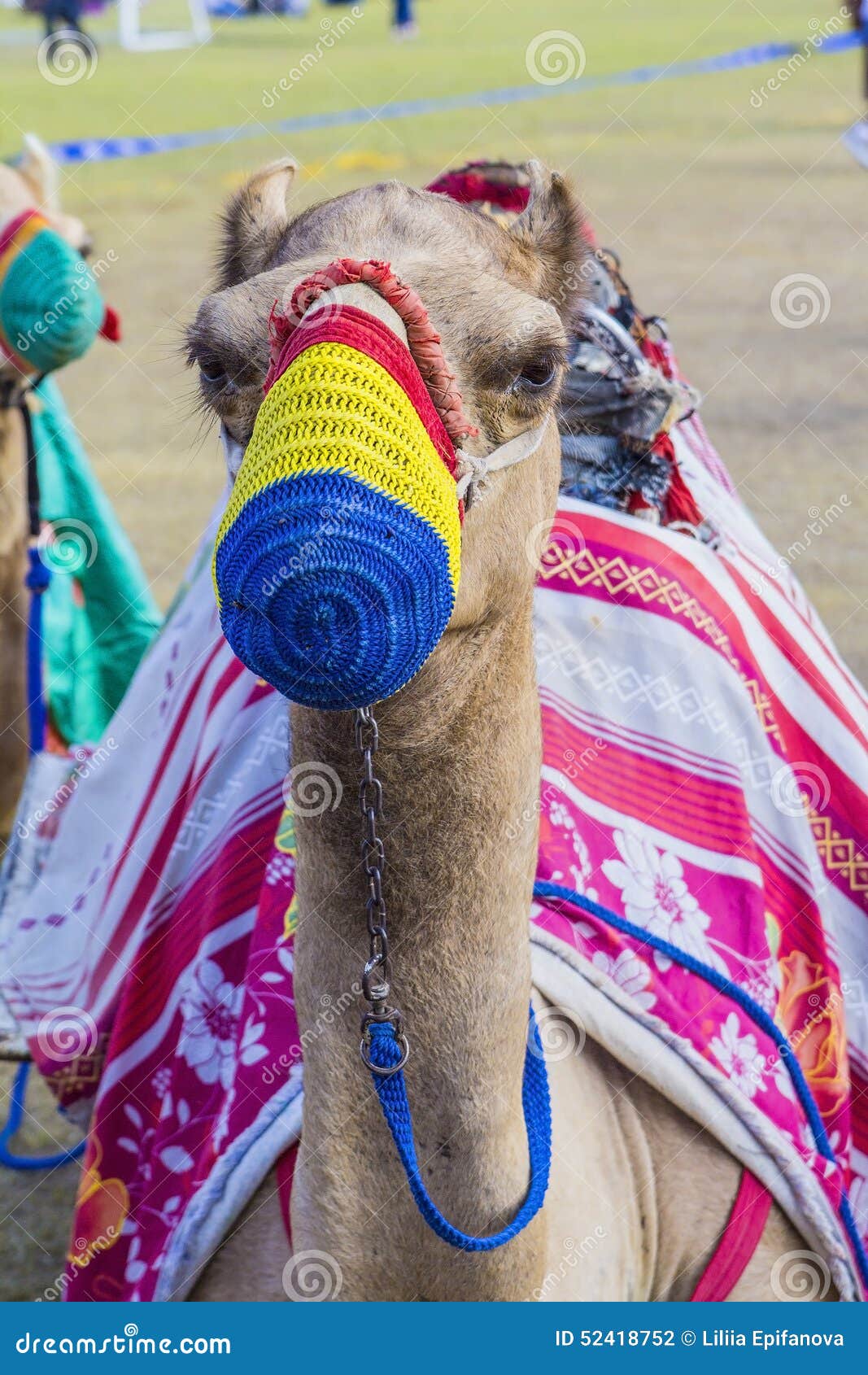 Saddled Camel in the Colored Muzzle Stock Photo - Image of ...