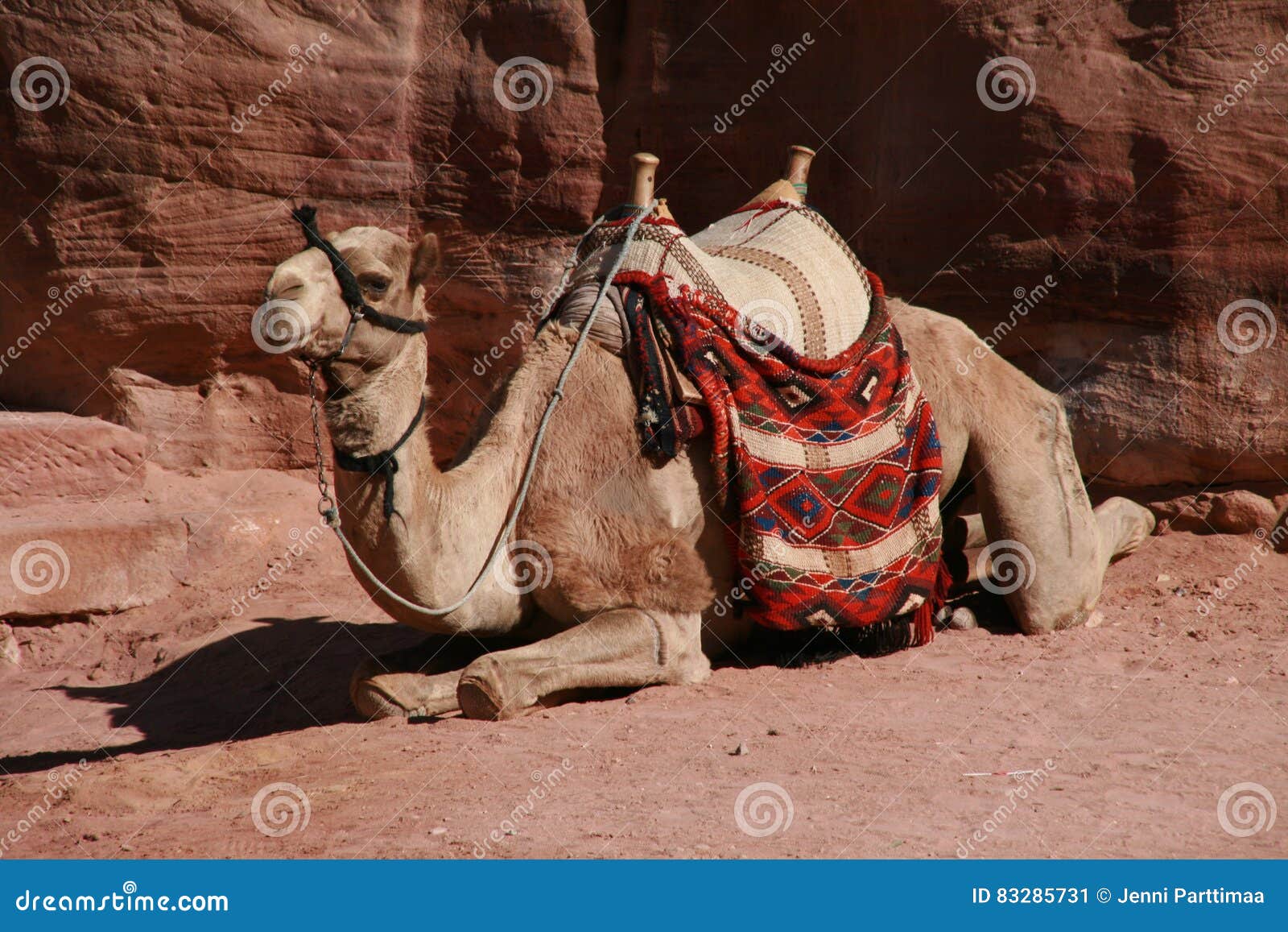 Saddled camel. stock image. Image of traditional, desert - 83285731
