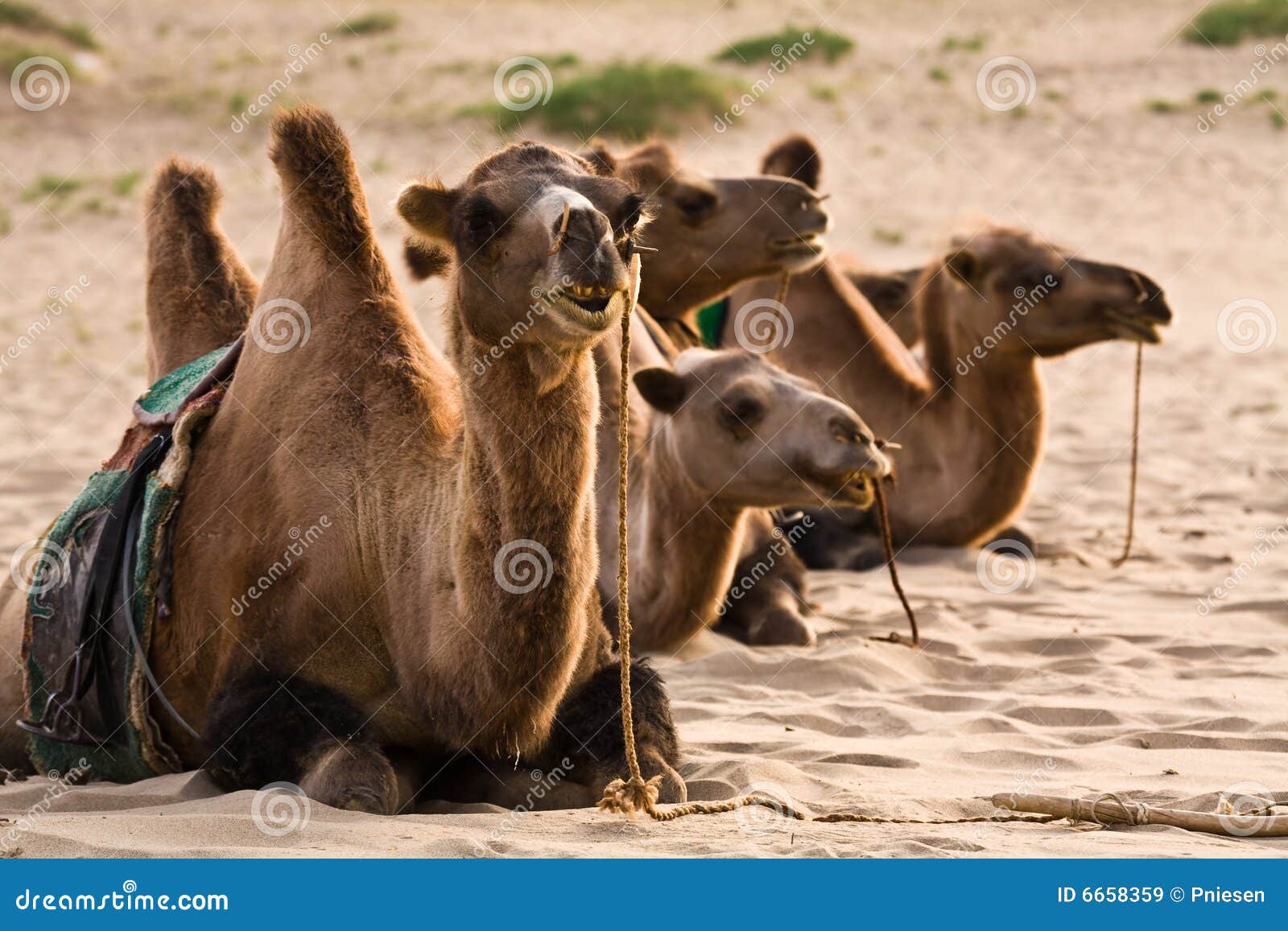 Saddled camels stock image. Image of livestock, travel - 6658359
