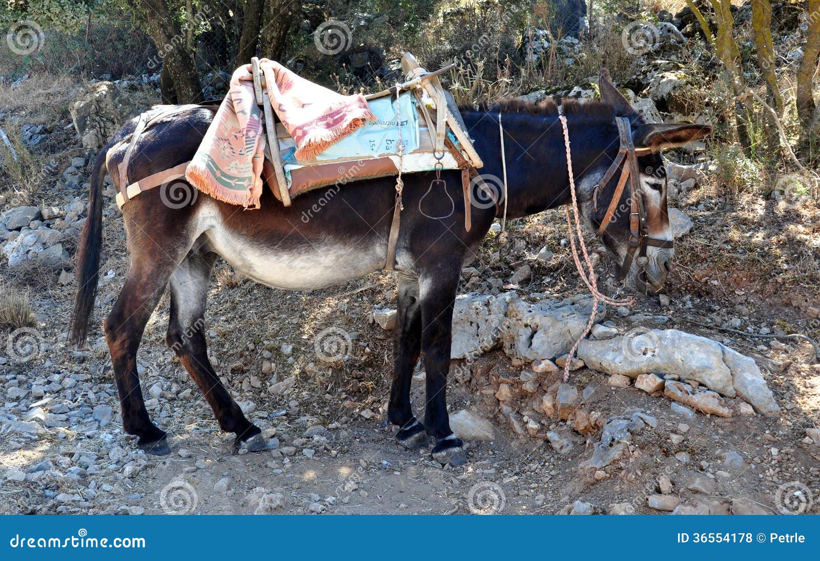 Saddled donkey stock photo. Image of animals, body, forest - 36554178