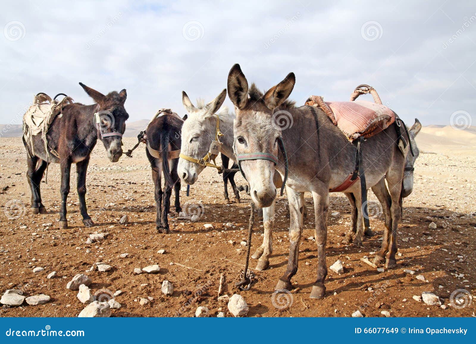 Saddled Donkeys in the Desert Stock Image - Image of travel, negev ...
