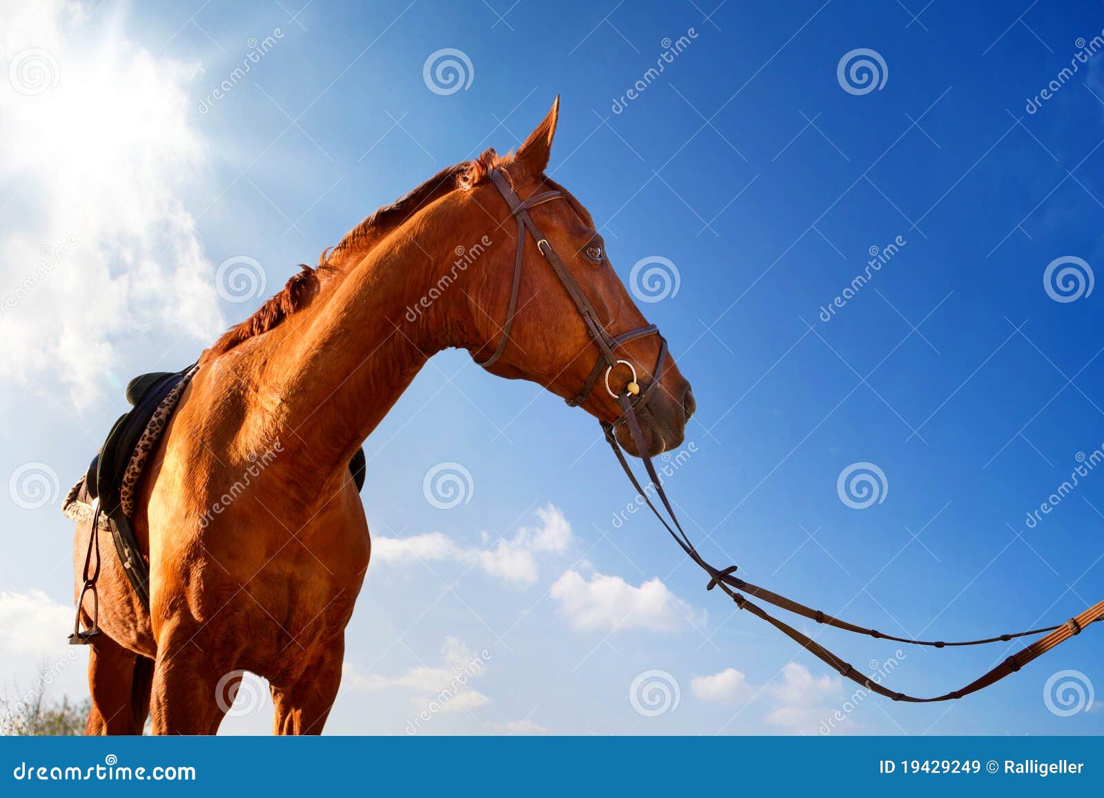 Saddled Horse stock image. Image of arab, brown, contest - 19429249
