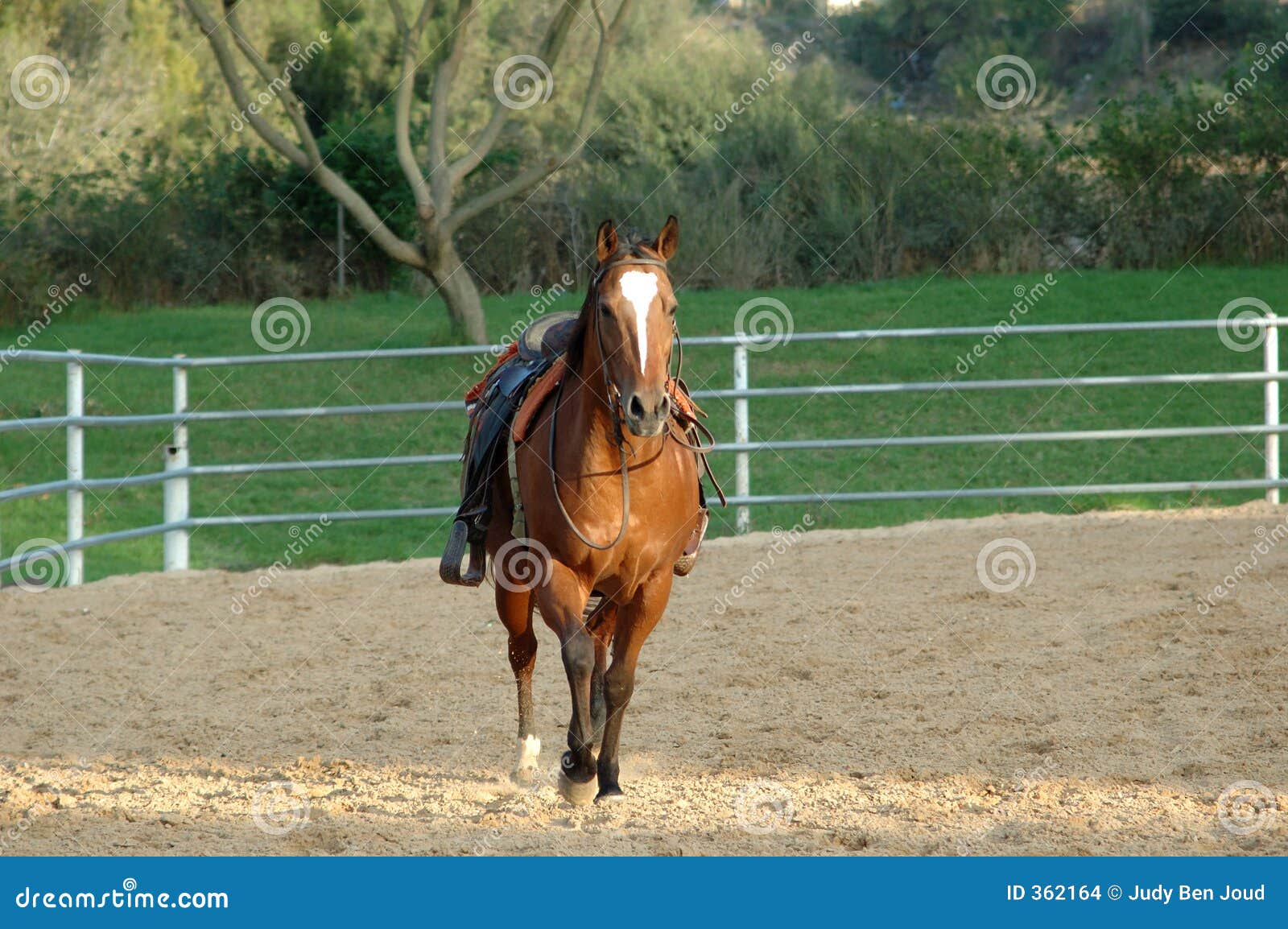 Saddled horse stock photo. Image of beautiful, brown, tall - 362164