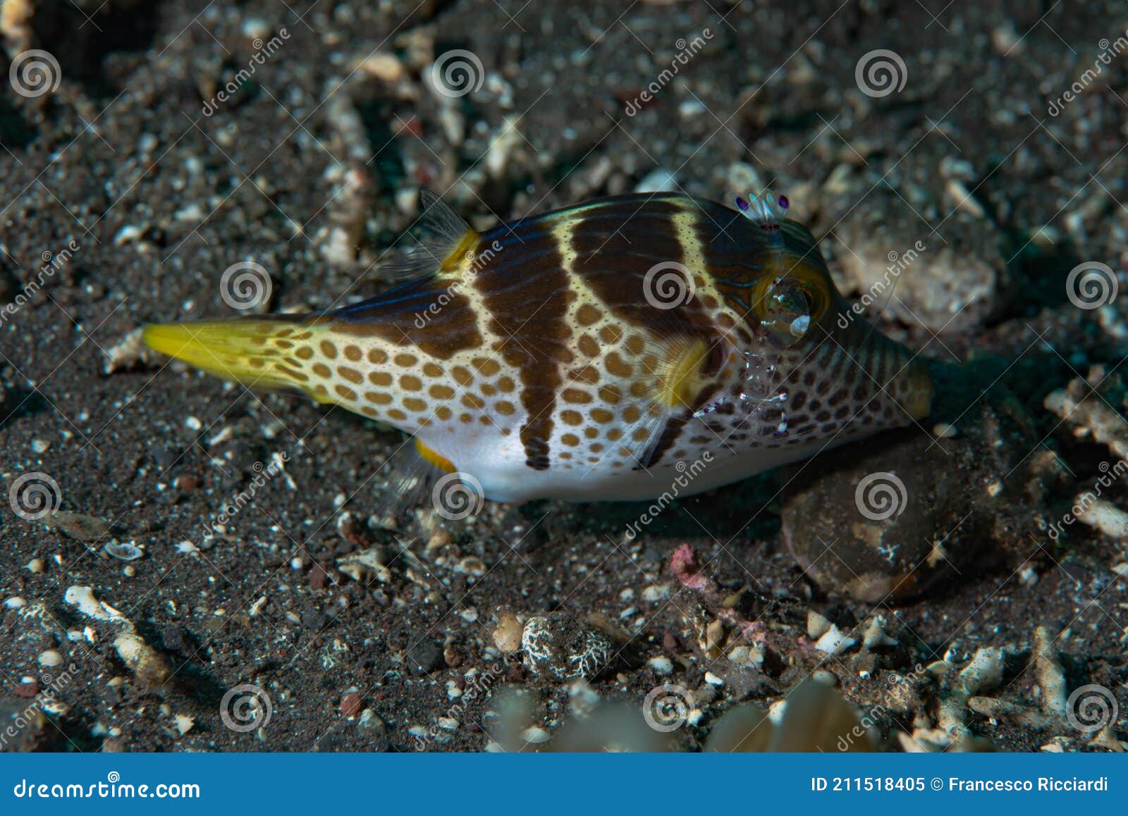 Saddled Pufferfish Canthigaster Valentini with Cleaner Shrimp Stock ...