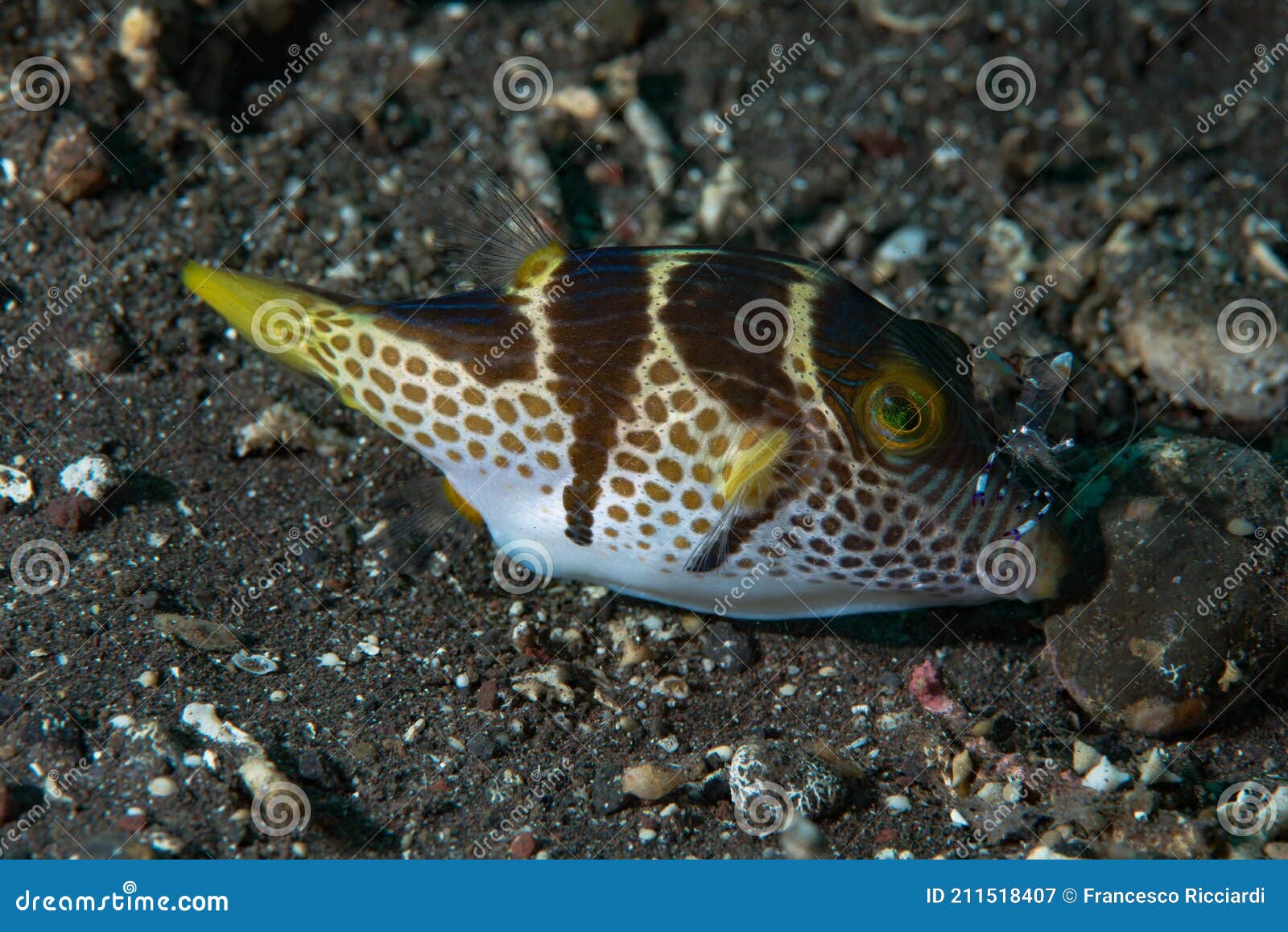 Saddled Pufferfish Canthigaster Valentini with Cleaner Shrimp Stock ...