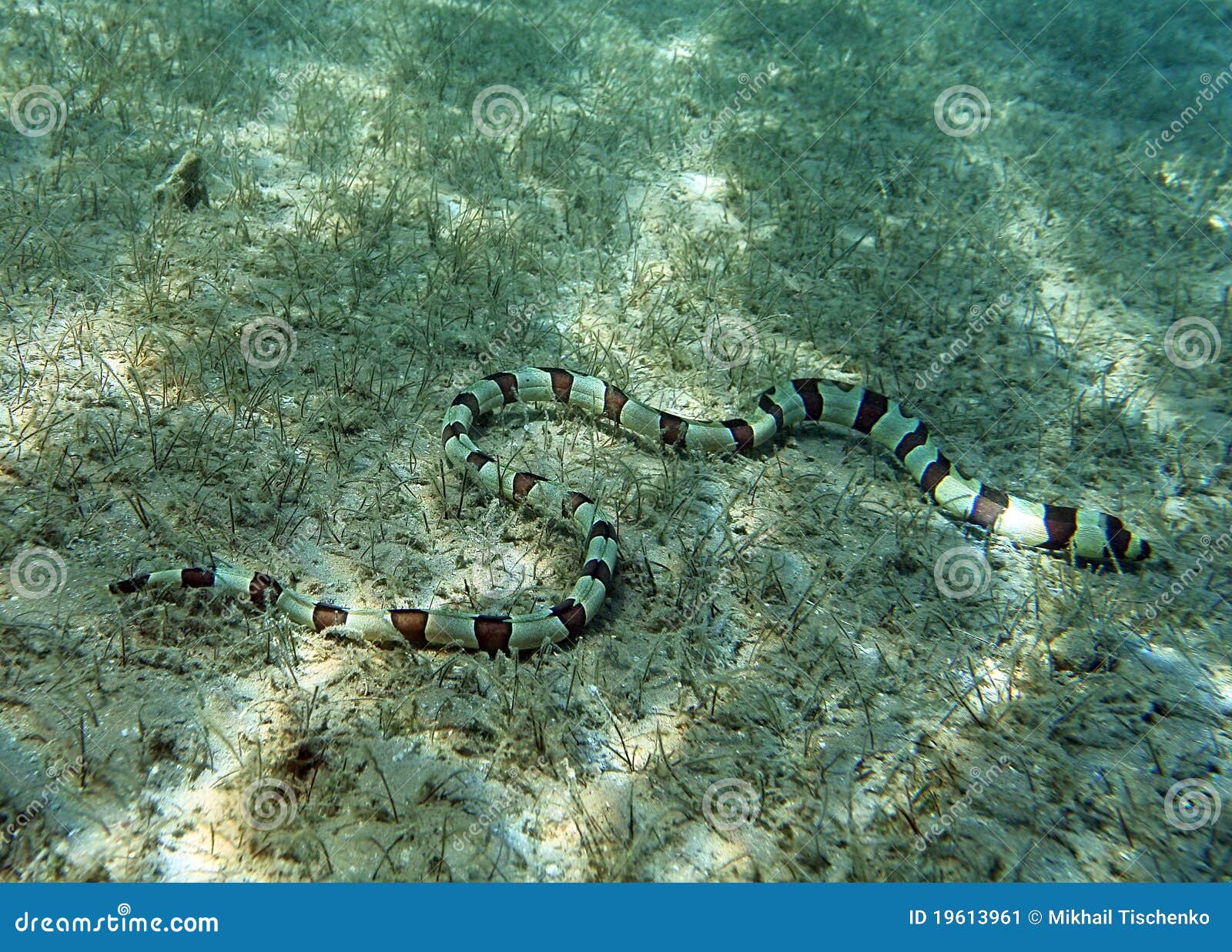 Saddled snake eel stock image. Image of lifestyles, leiuranus - 19613961