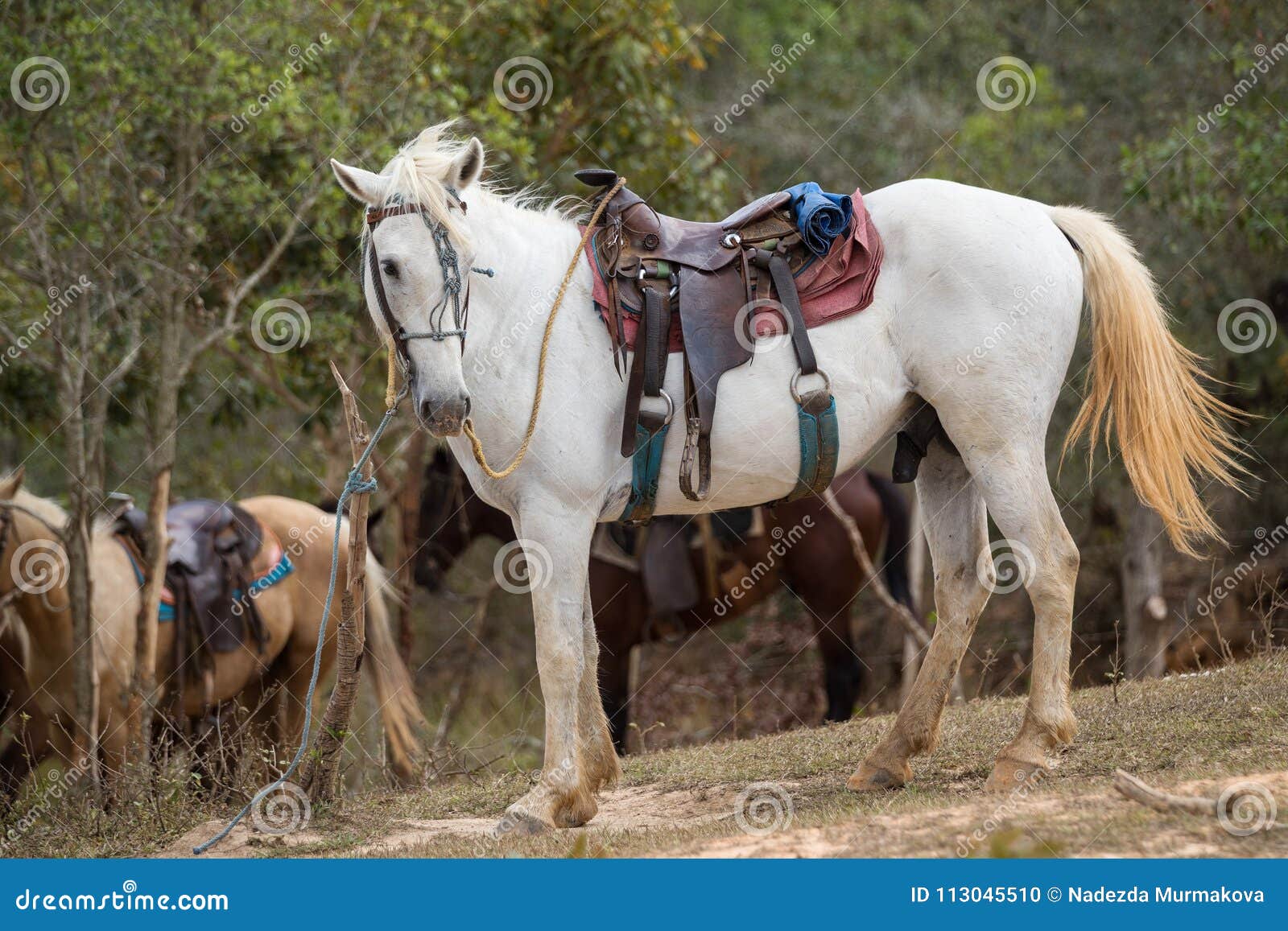 White Saddled Donkey With Beautiful Black Eyes Royalty-Free Stock ...