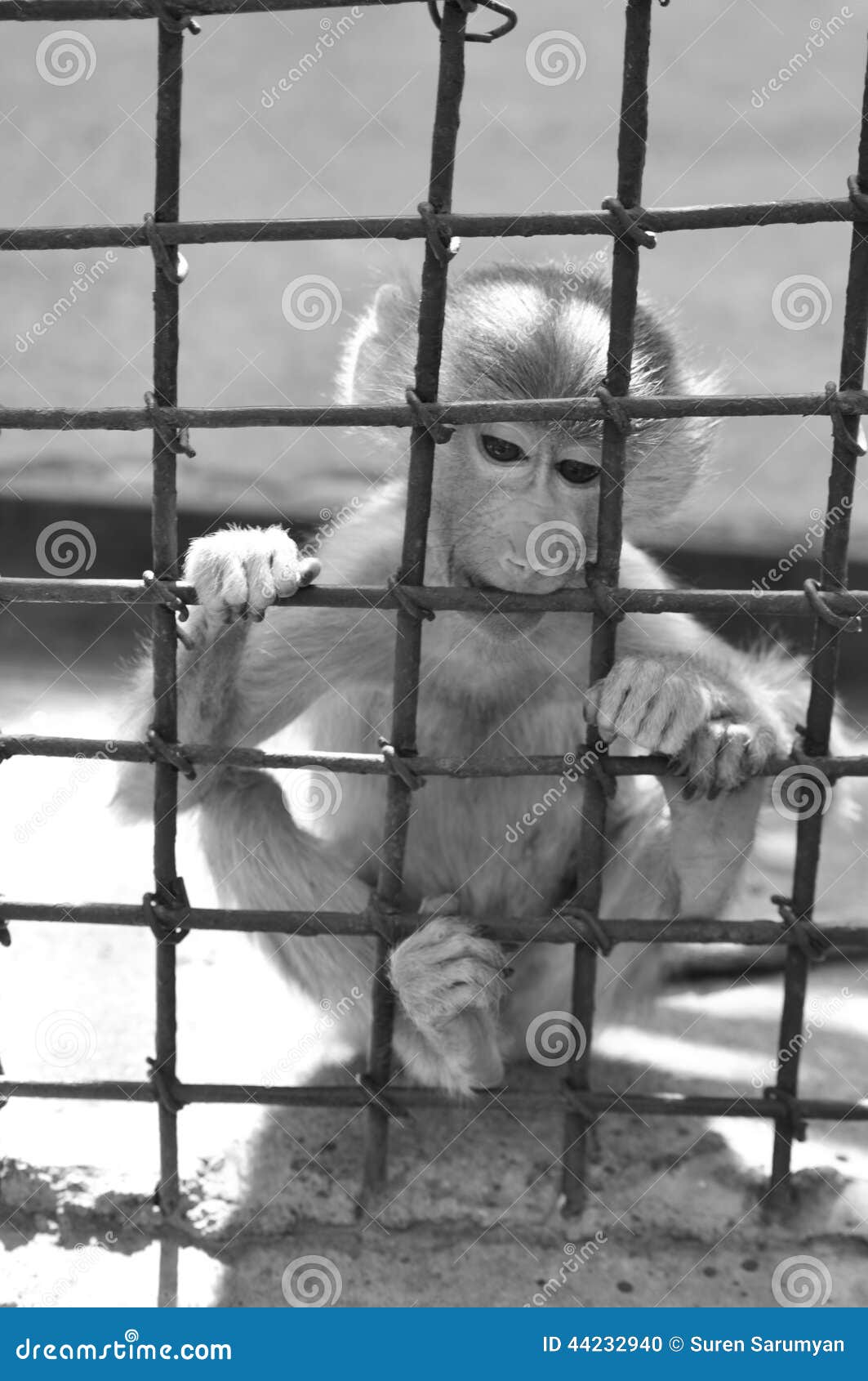 Sadness of baby monkey stock photo. Image of baby, prisoner - 44232940