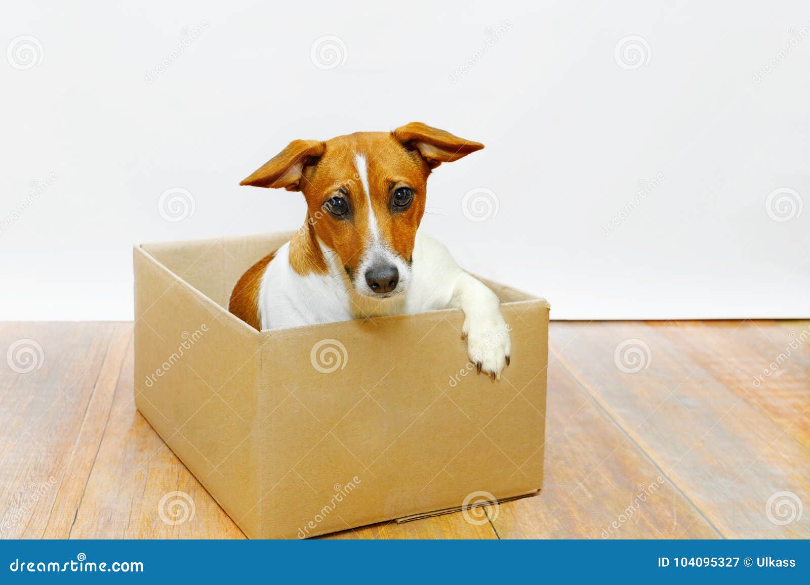 Sadness Dog Sit in the Cardboard Box. Stock Image - Image of funny ...