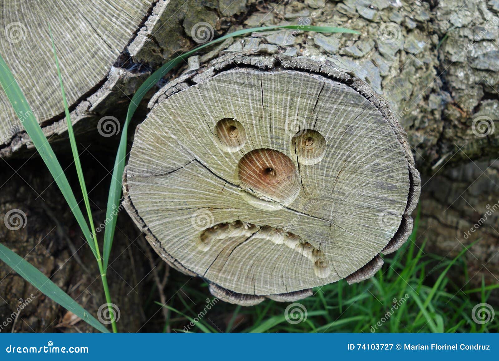 Sadness stock image. Image of tree, sadness, feeling - 74103727
