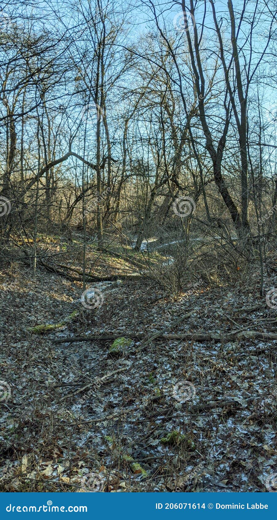Sadness of snowless winter stock photo. Image of tree - 206071614