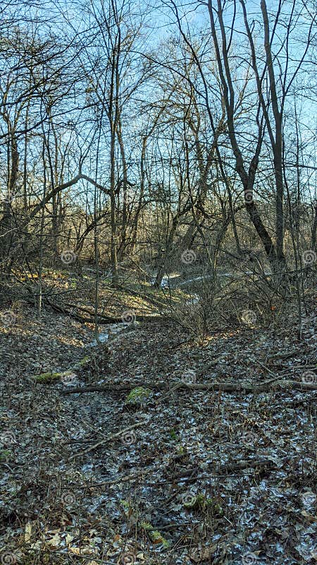 Sadness of snowless winter stock photo. Image of tree - 206071614