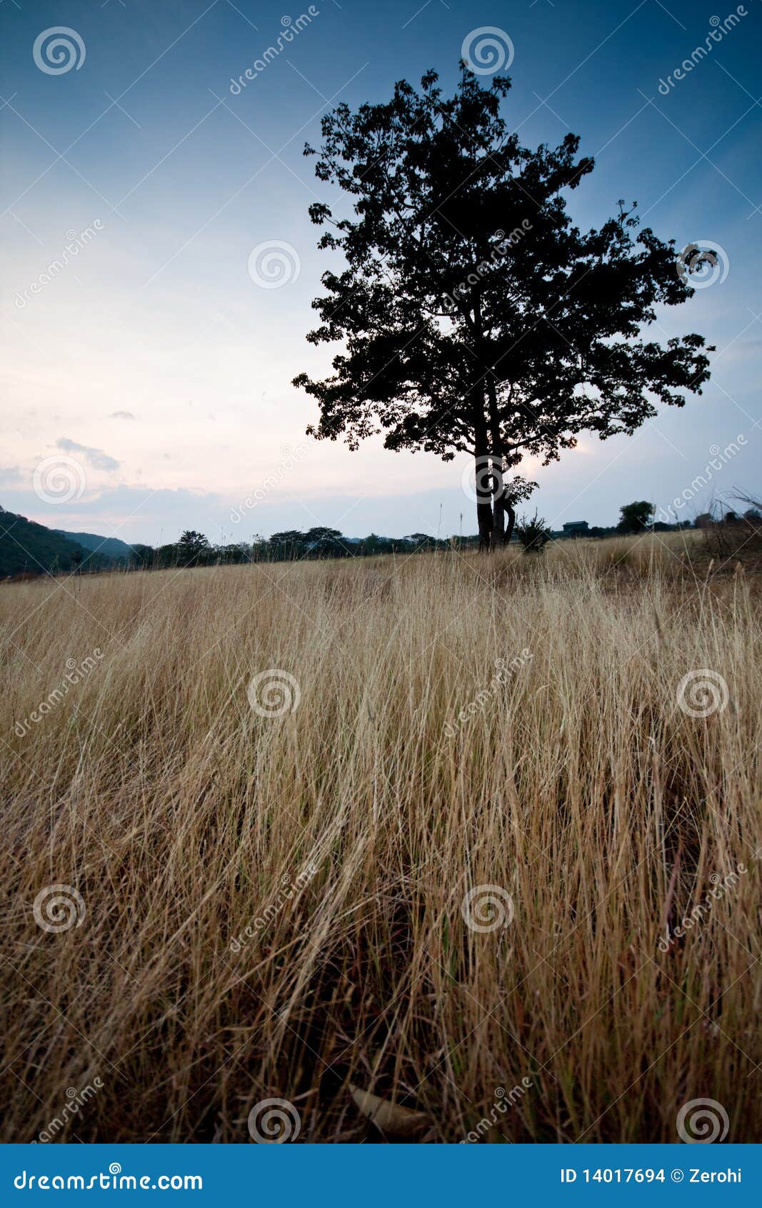 Sadness tree in the field stock photo. Image of backdrop - 14017694