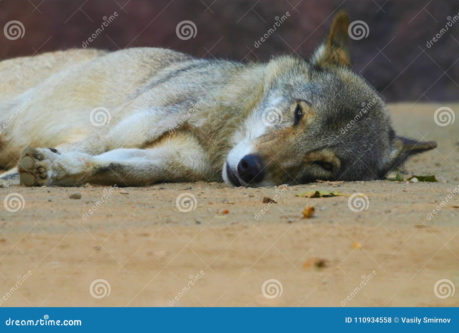 Wolf stock photo. Image of wailful, lies, boreal, siberian - 110934558