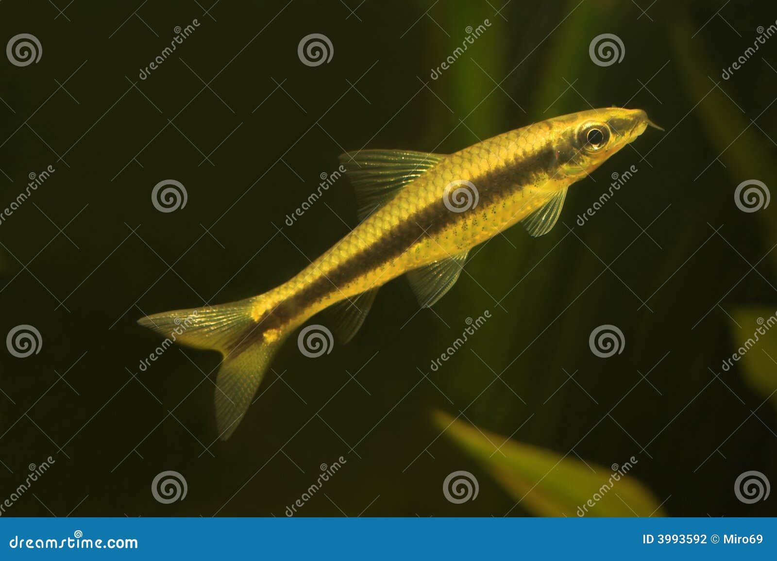 SAE stock photo. Image of nature, aquaristic, tropical - 3993592