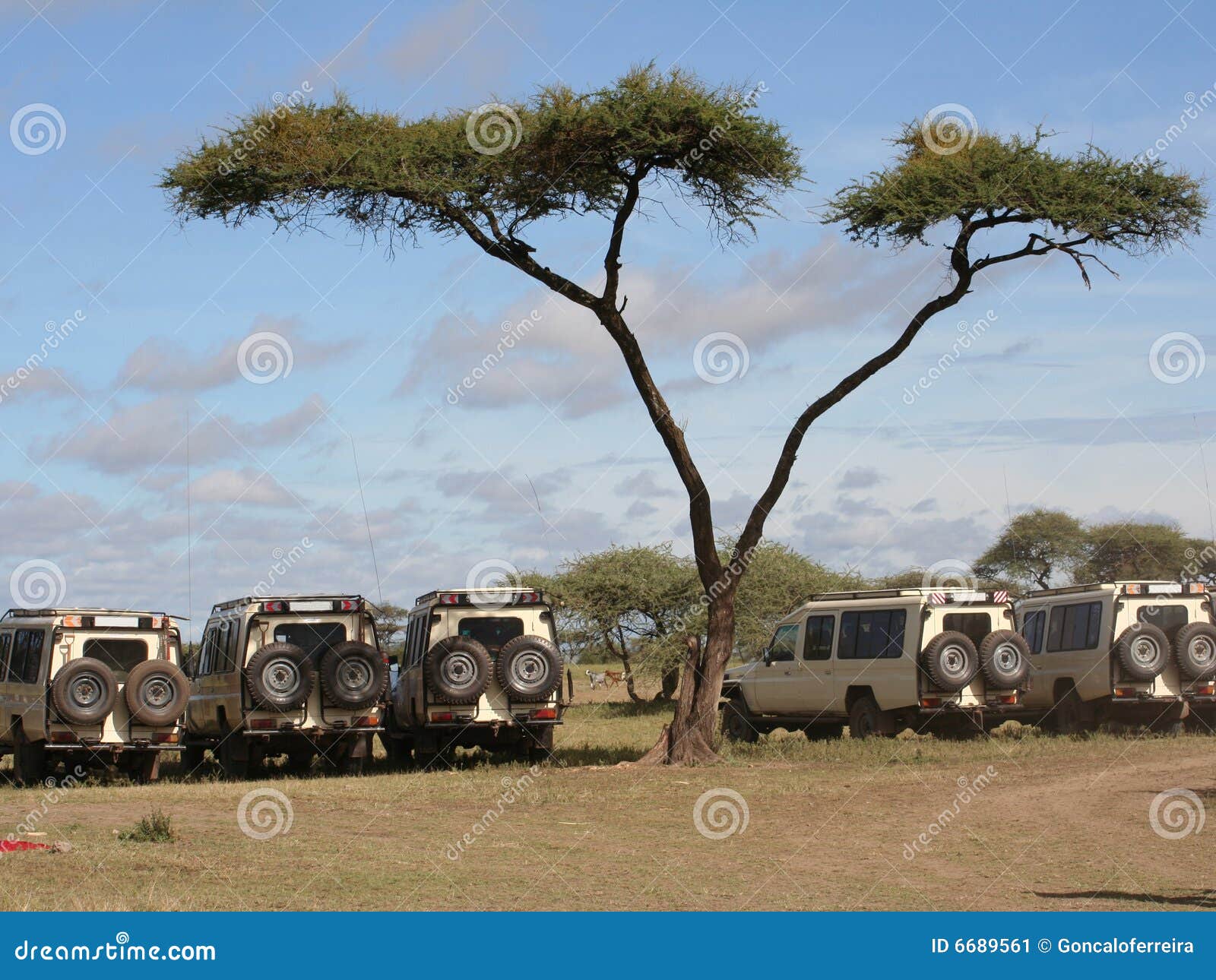 Safari stock image. Image of landscape, green, forest - 6689561