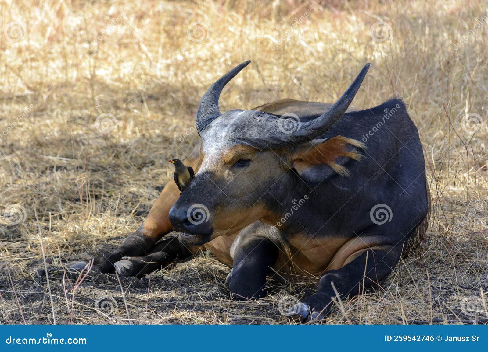 Safari Africain Avec Buffle Photo stock - Image du savane, nature ...