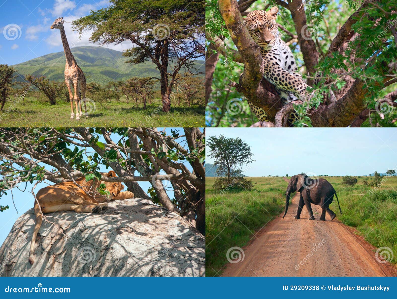 Safari in Afrika. Reeks Wilde Dieren. Stock Foto - Image of luipaard ...