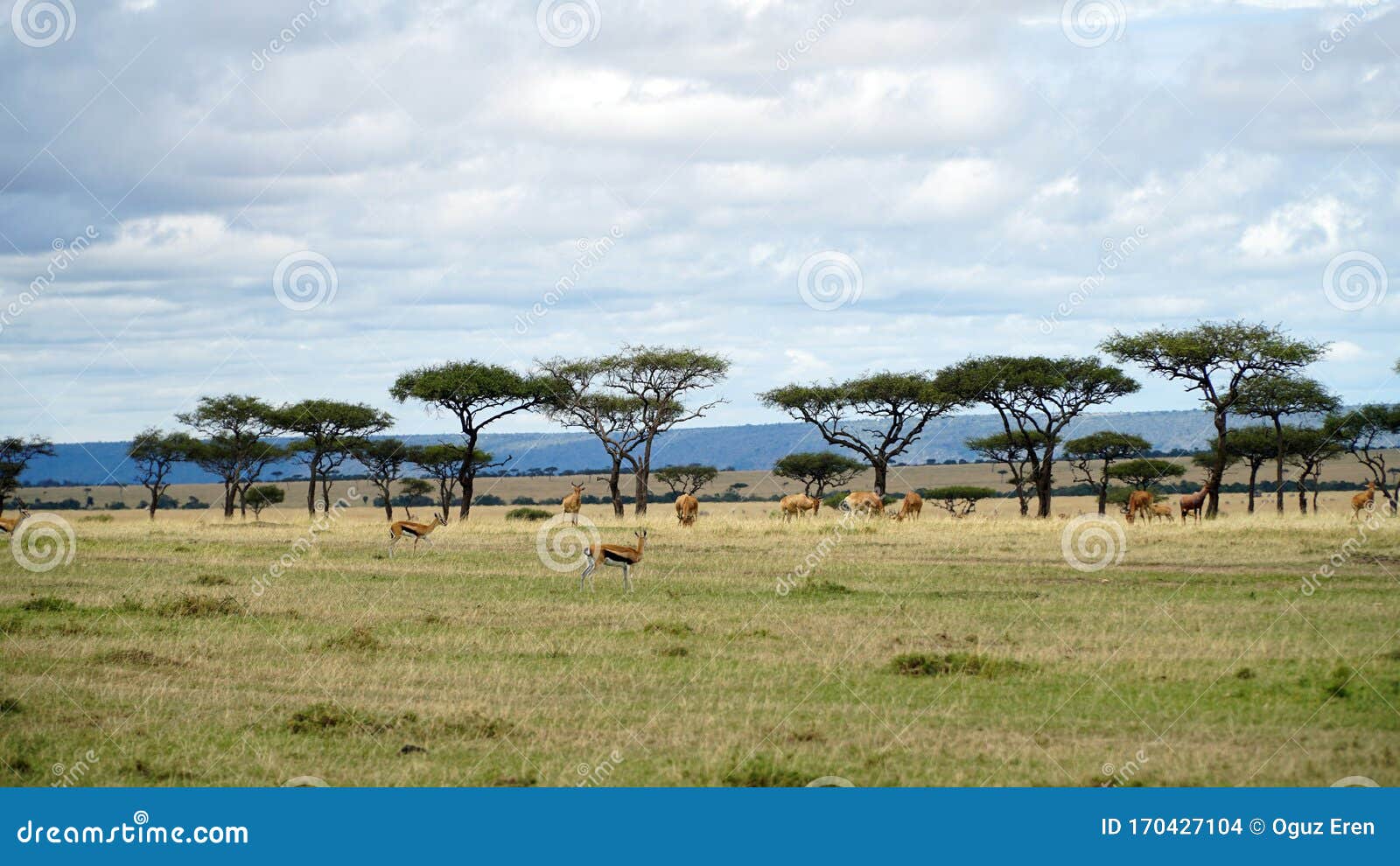 Safari Animals in African Savanna Stock Photo - Image of gazelle ...