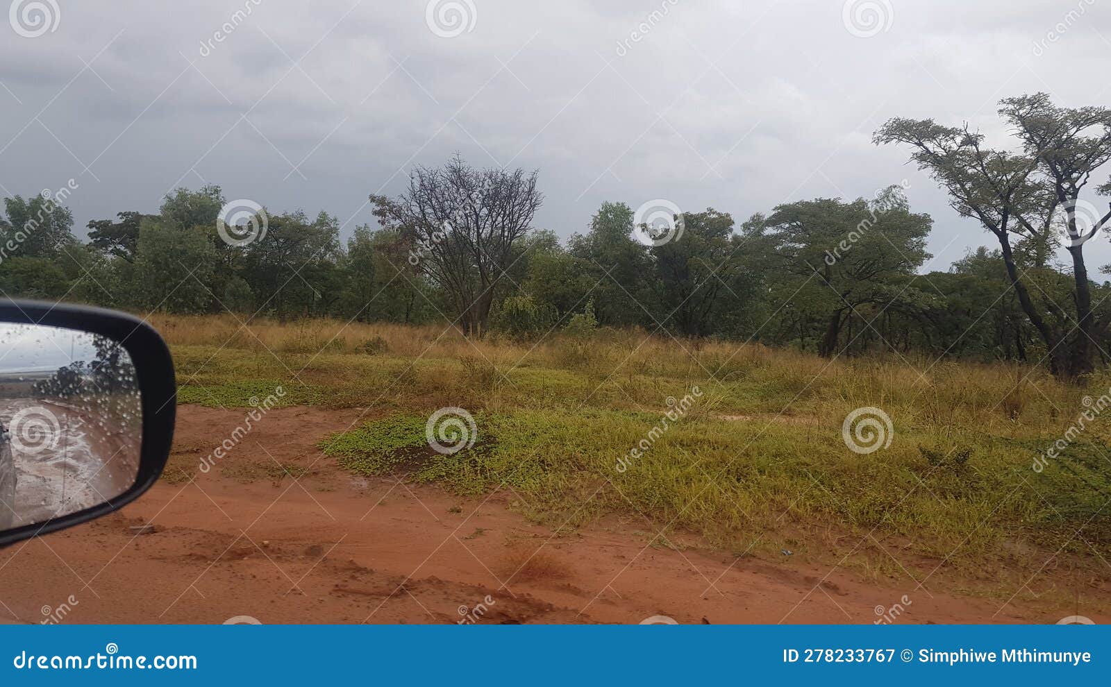 Safari bushveld trees stock image. Image of agriculture - 278233767