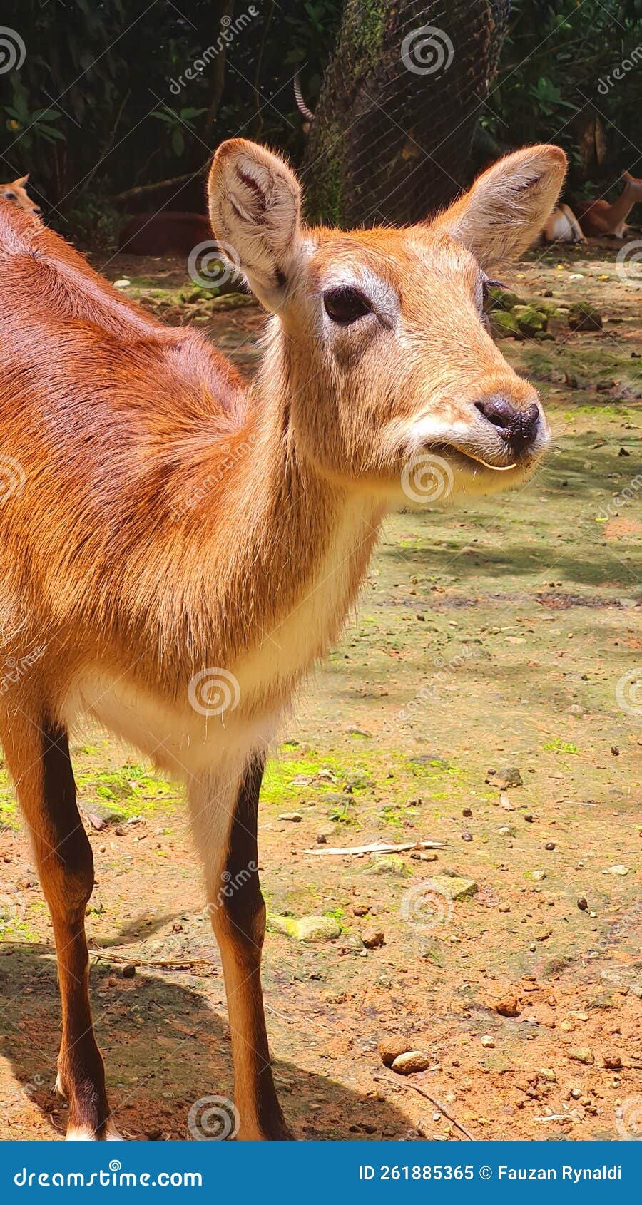 The safari deer stock image. Image of grazing, goats - 261885365