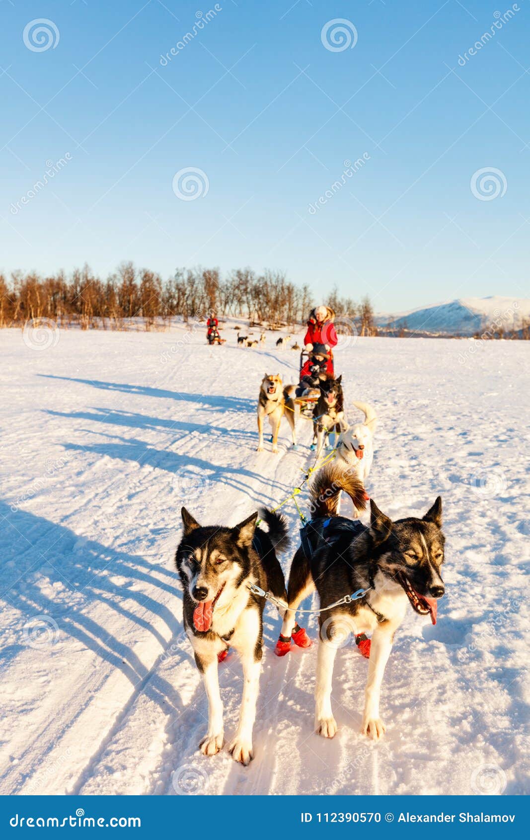 Safari fornido foto de archivo. Imagen de noruega, animal - 112390570