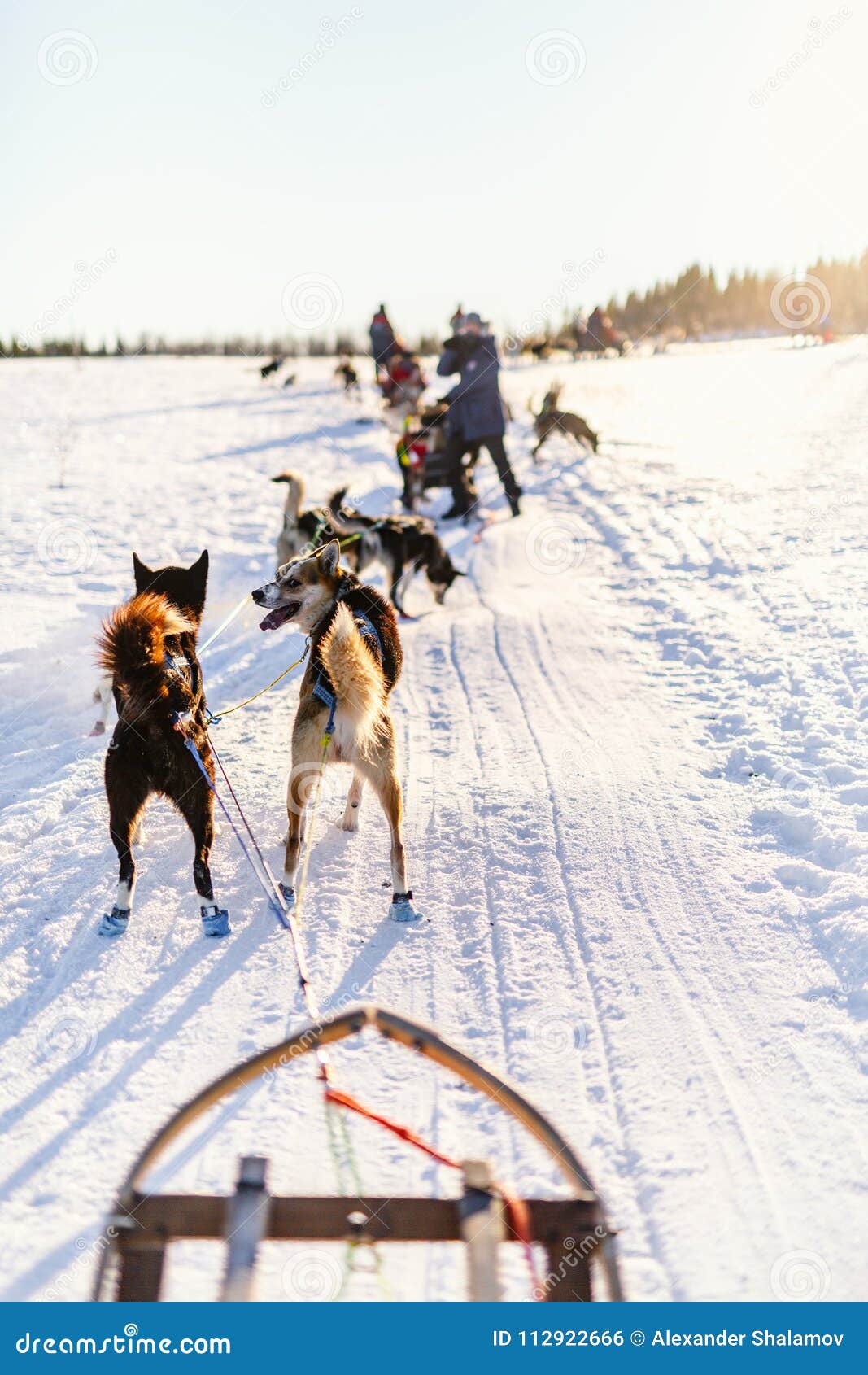 Safari fornido foto de archivo. Imagen de laponia, aventura - 112922666