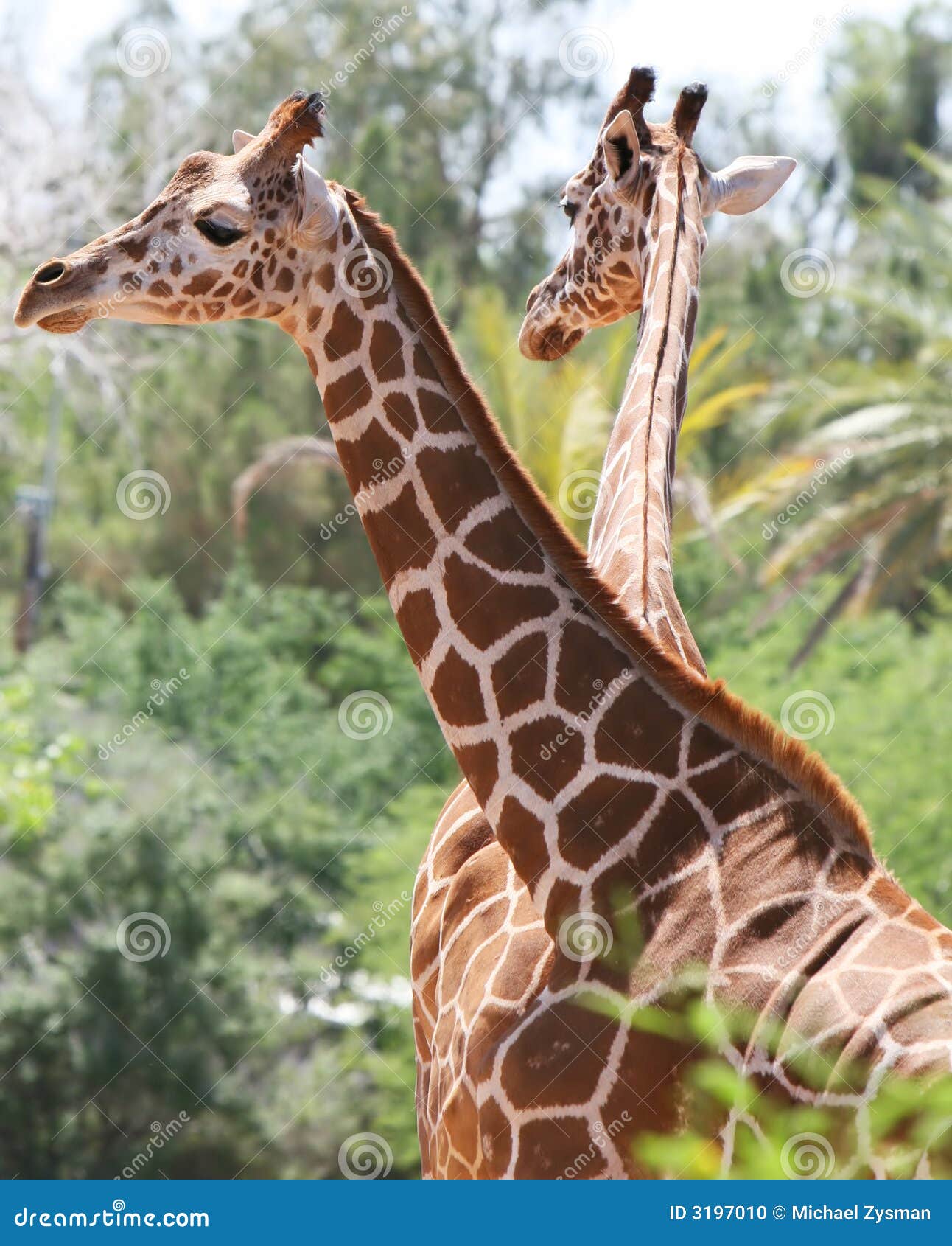 Safari Giraffes stock photo. Image of animals, safari - 3197010