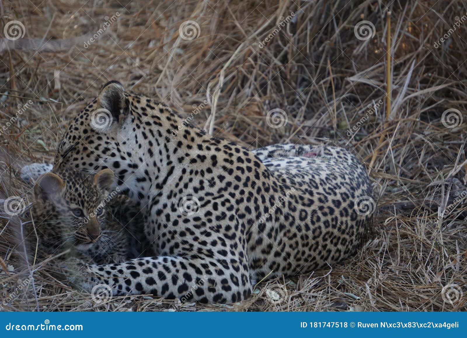 Leopard stock photo. Image of afrika, leopard, safari - 181747518