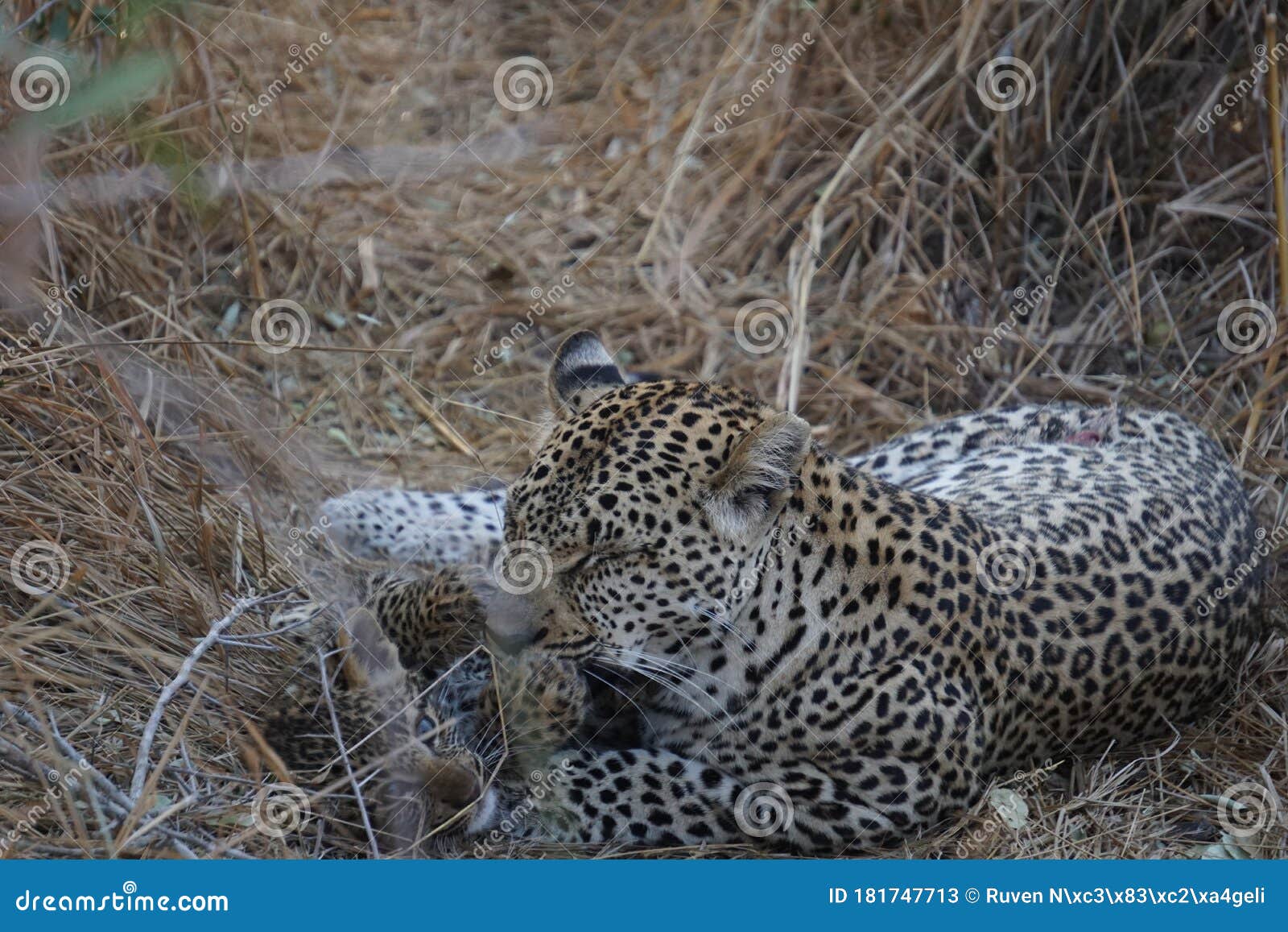 Leopard stock image. Image of baby, afrika, safari, leopard - 181747713