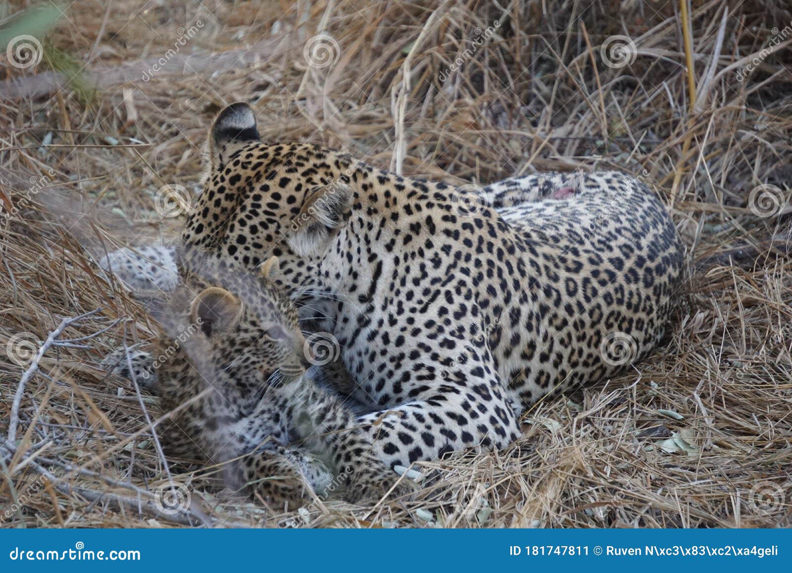 Leopard stock image. Image of leopard, afrika, photographed - 181747811