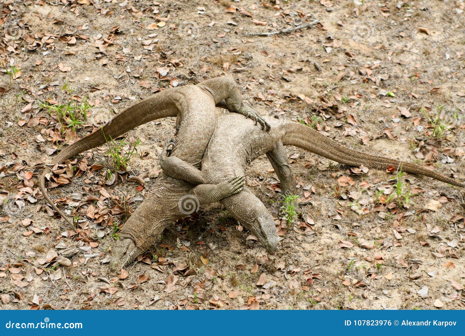 Safari in Jalla. Varan Lizard Stock Photo - Image of capture, outback ...