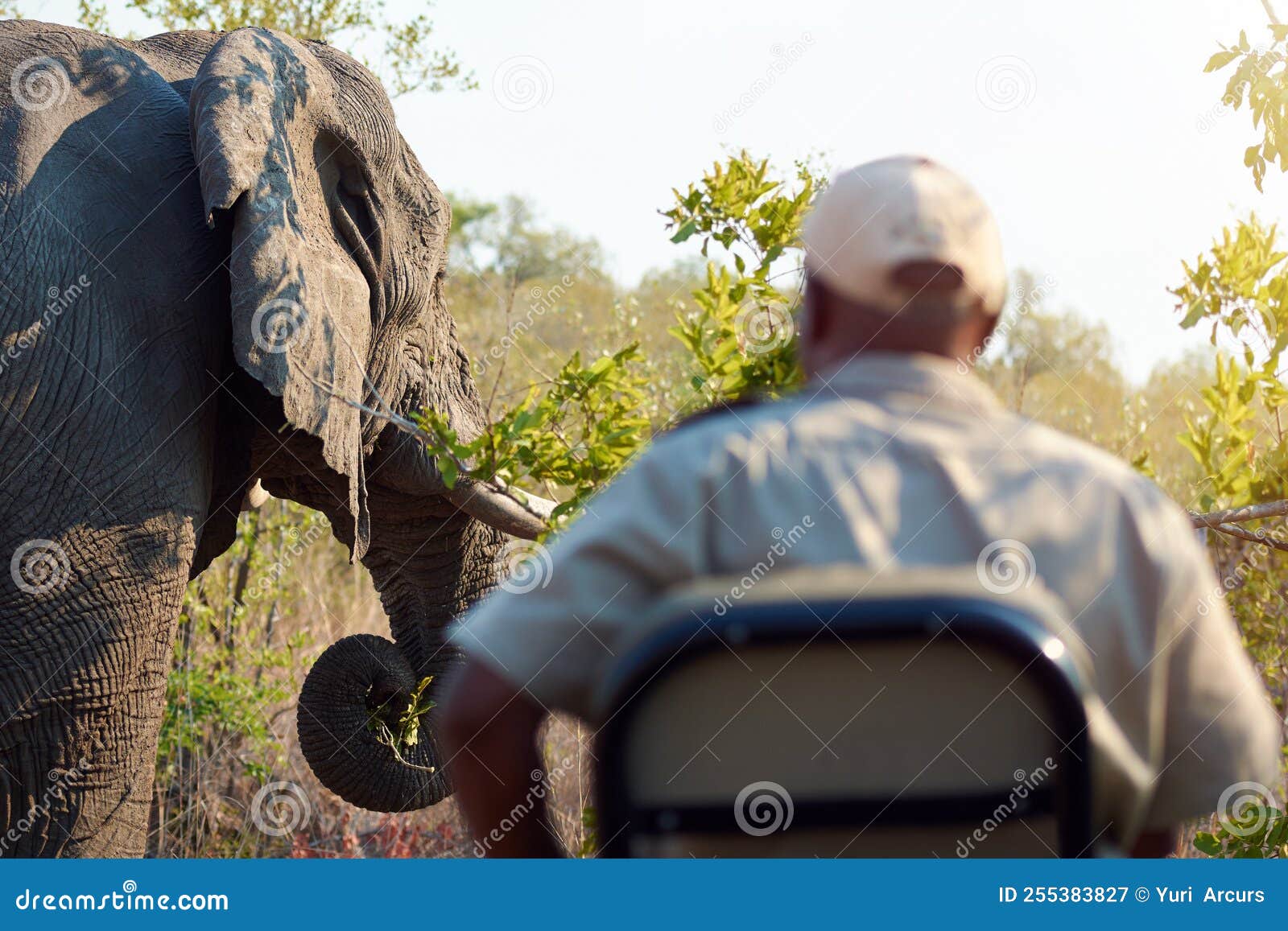 On Safari. Man Watching an Elephant while on Safari. Stock Image ...