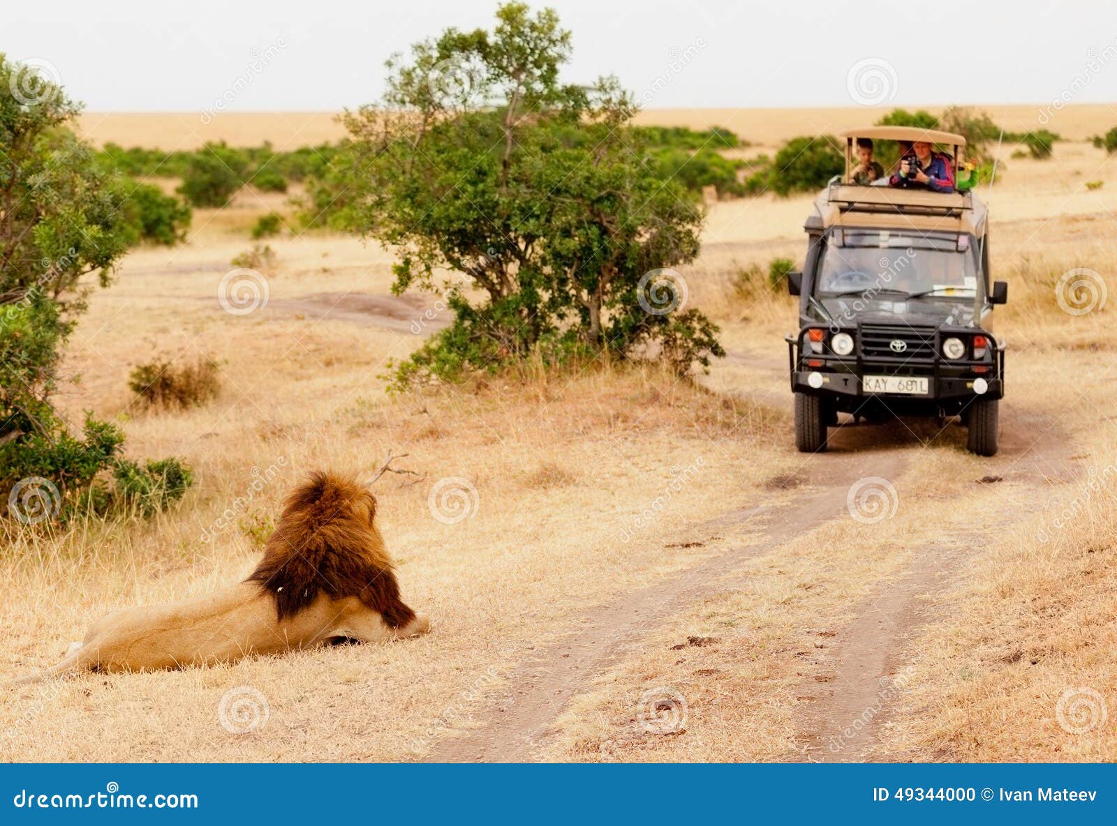 Safari med lejon, Afrika redaktionell foto. Bild av farligt - 49344000