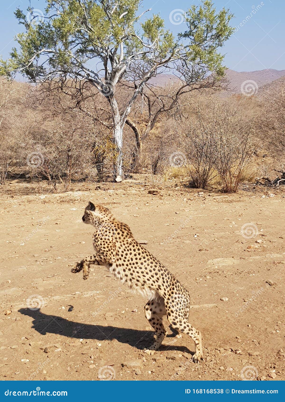 Safari in Namibia stock photo. Image of cheetha, namibia - 168168538