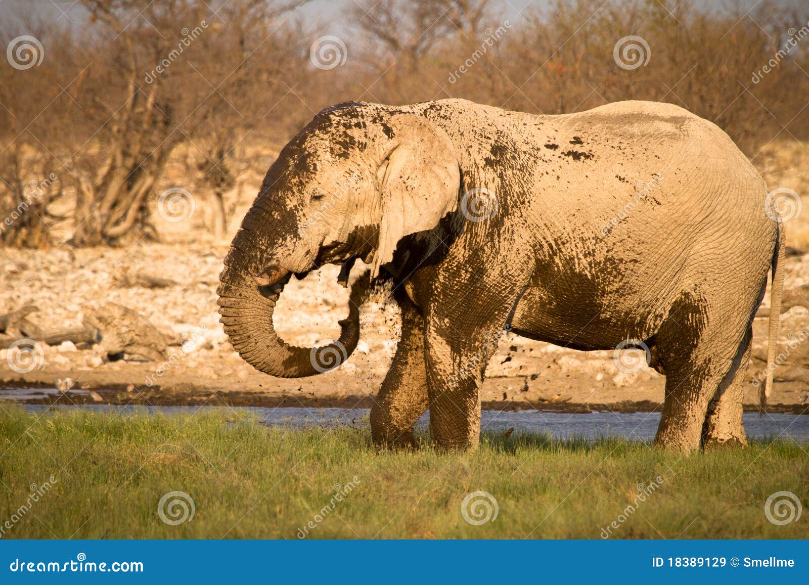 Safari Namibia stock image. Image of charge, ivory, africa - 18389129