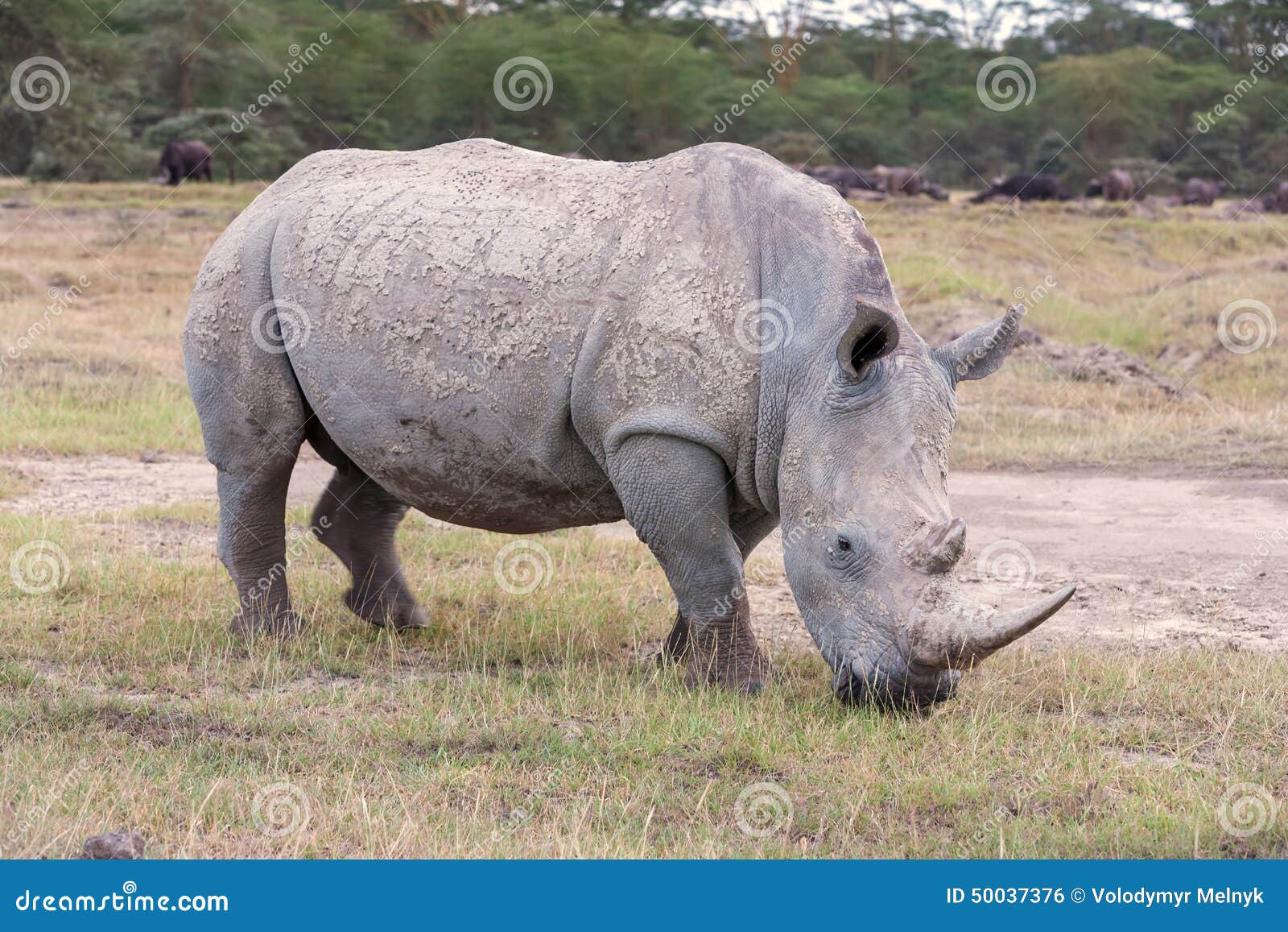 Safari - rhino stock photo. Image of fauna, gray, rhinoceros - 50037376