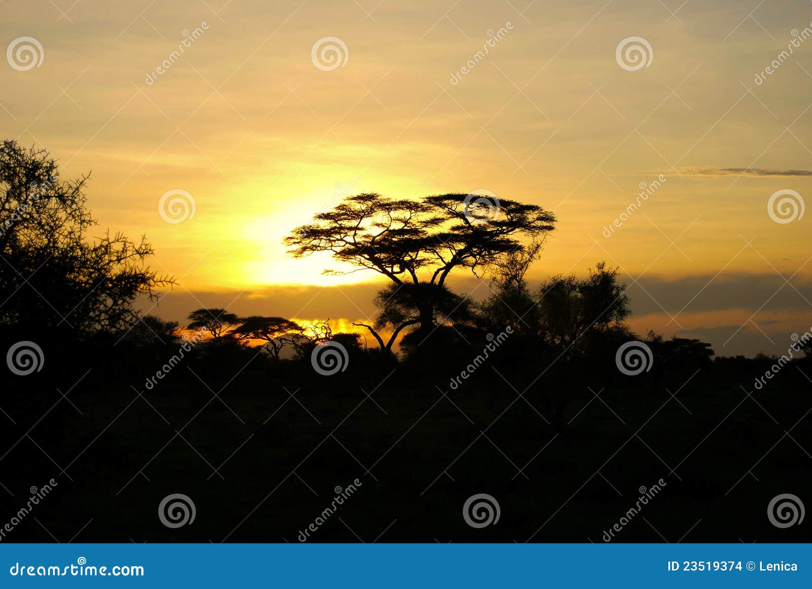 Safari sunset stock photo. Image of thorn, safari, east - 23519374