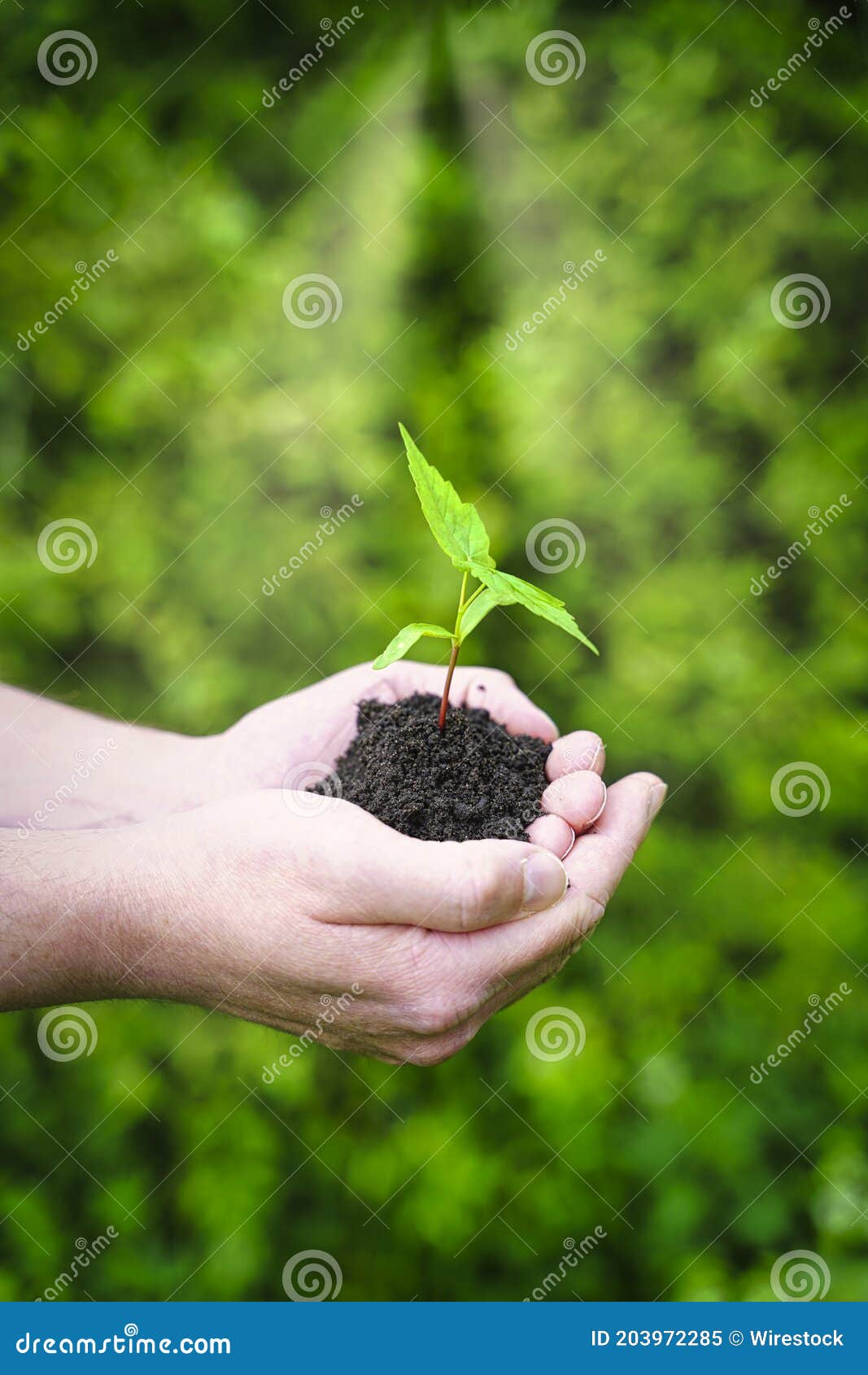 Safe the Nature for the Future Stock Image - Image of tree, holding ...
