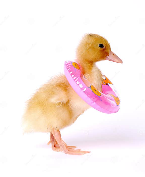 Safety Duck stock image. Image of feathers, ducky, baby - 1578747