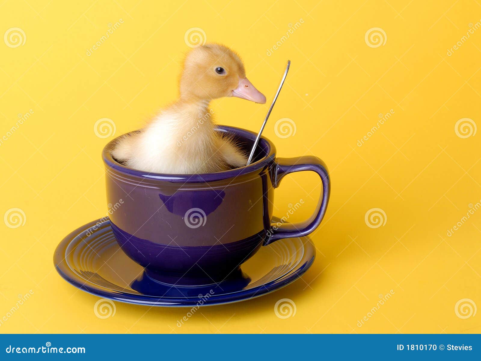 Safety Duck stock photo. Image of bird, swimming, domesticated - 1810170