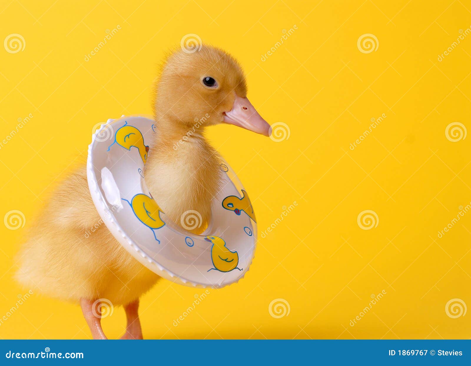Safety Duck stock image. Image of swimming, feathers, duckie - 1869767