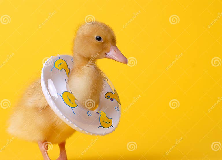 Safety Duck stock image. Image of swimming, feathers, duckie - 1869767