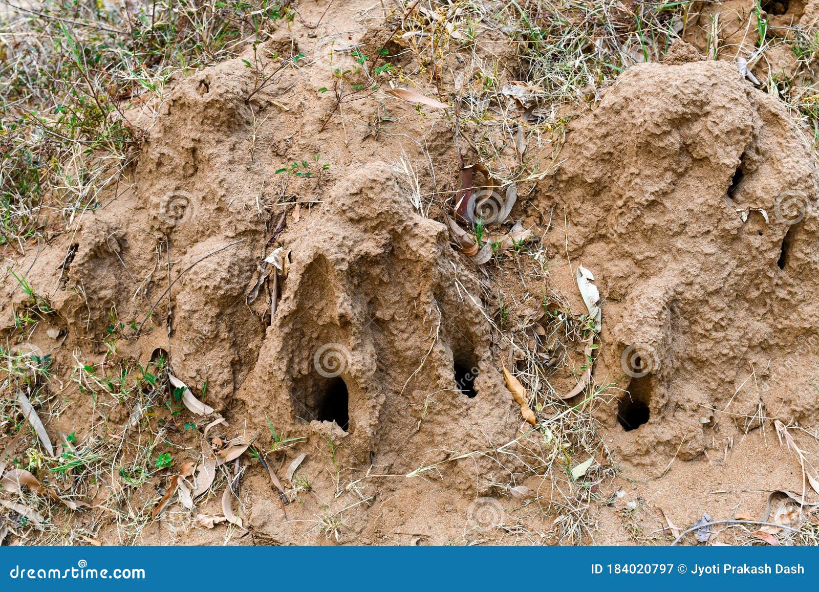 Safety Place for Living of Snake Stock Image - Image of leaf ...