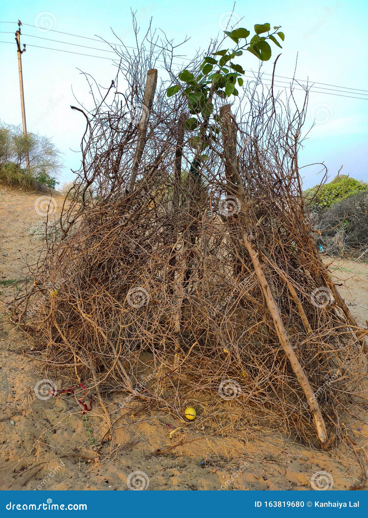 Safety Shield To Protect Small Trees Stock Photo - Image of save ...