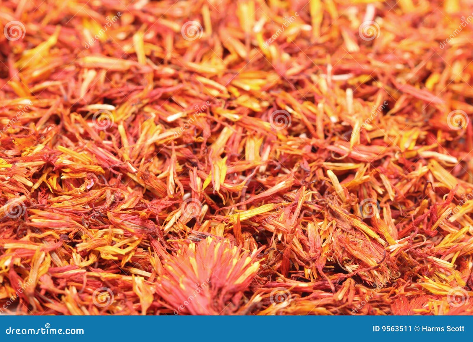 Saffloer stock afbeelding. Image of sinaasappel, rood - 9563511