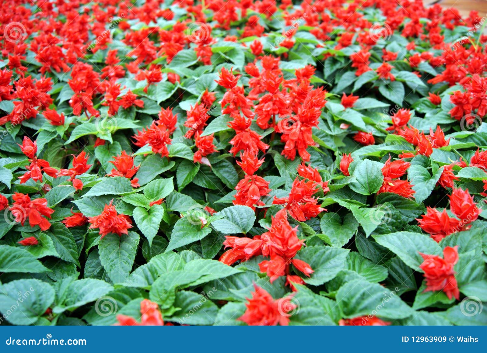 Safflower stock image. Image of petals, decoration, green - 12963909