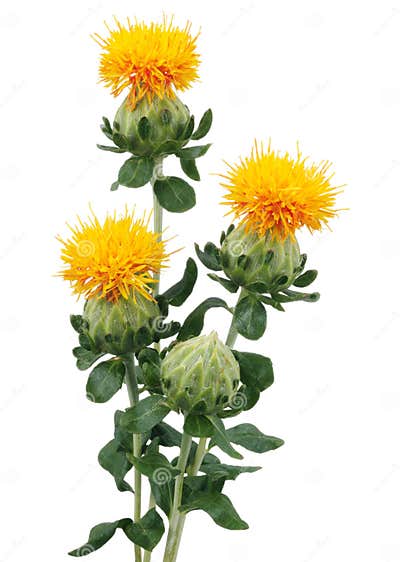 Safflower stock photo. Image of isolated, plants, organic - 19832234