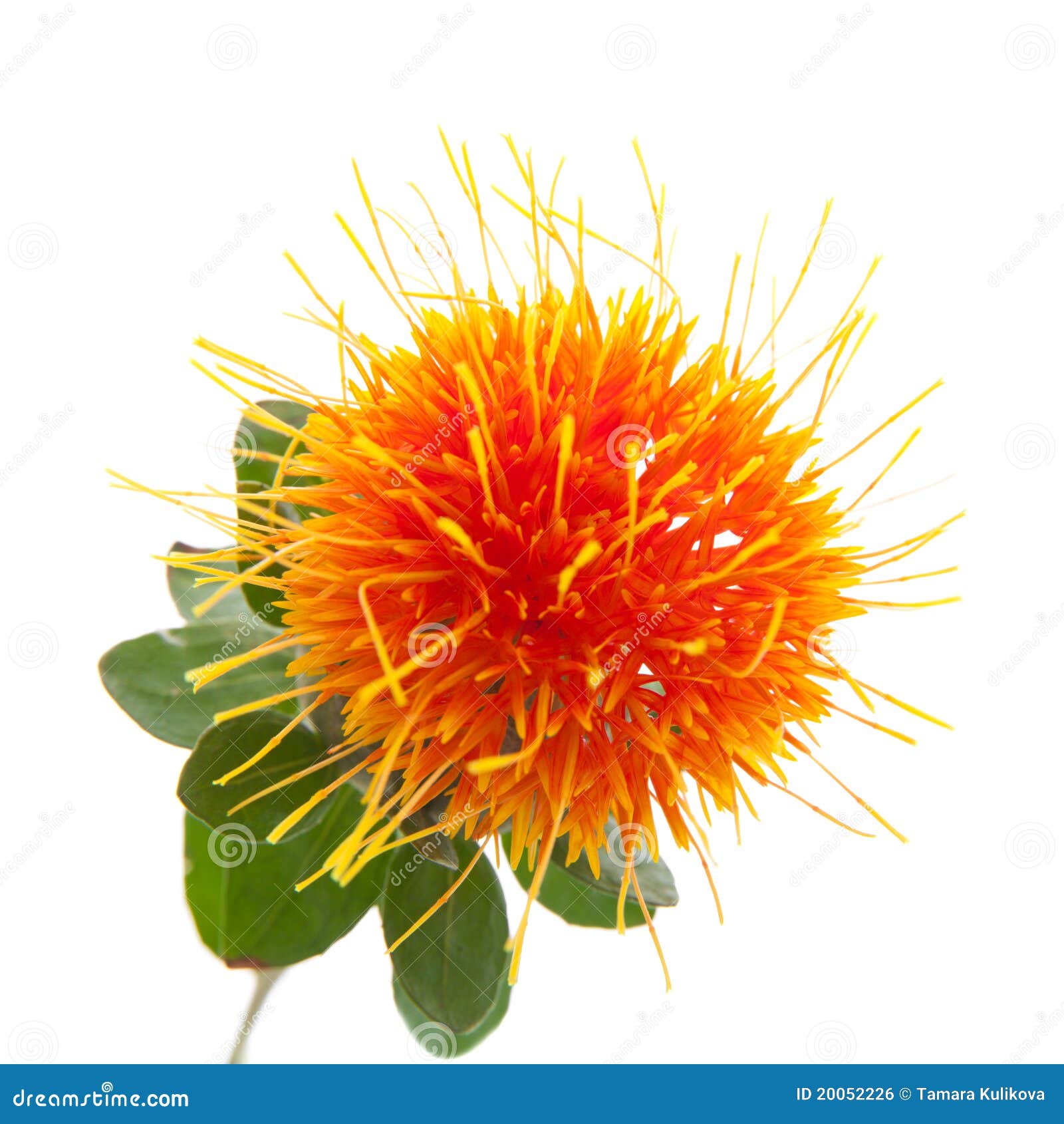 Safflower stock photo. Image of safflower, single, brigh - 20052226