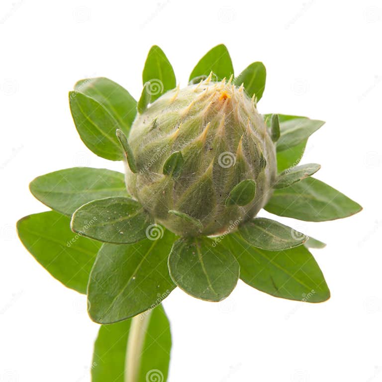 Safflower stock image. Image of brigh, flower, safflower - 20052251